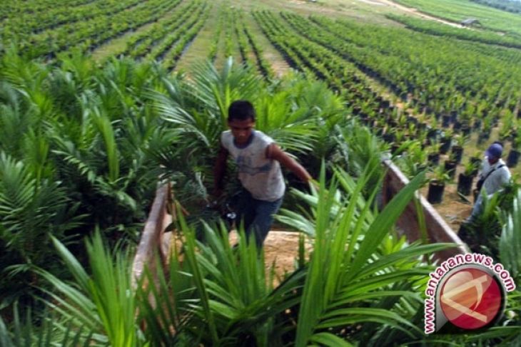 Jambi punya perkebunan sawit 515.300 hektare - ANTARA News Jambi Jambi punya perkebunan sawit 515.300 hektare - ANTARA News Jambi
